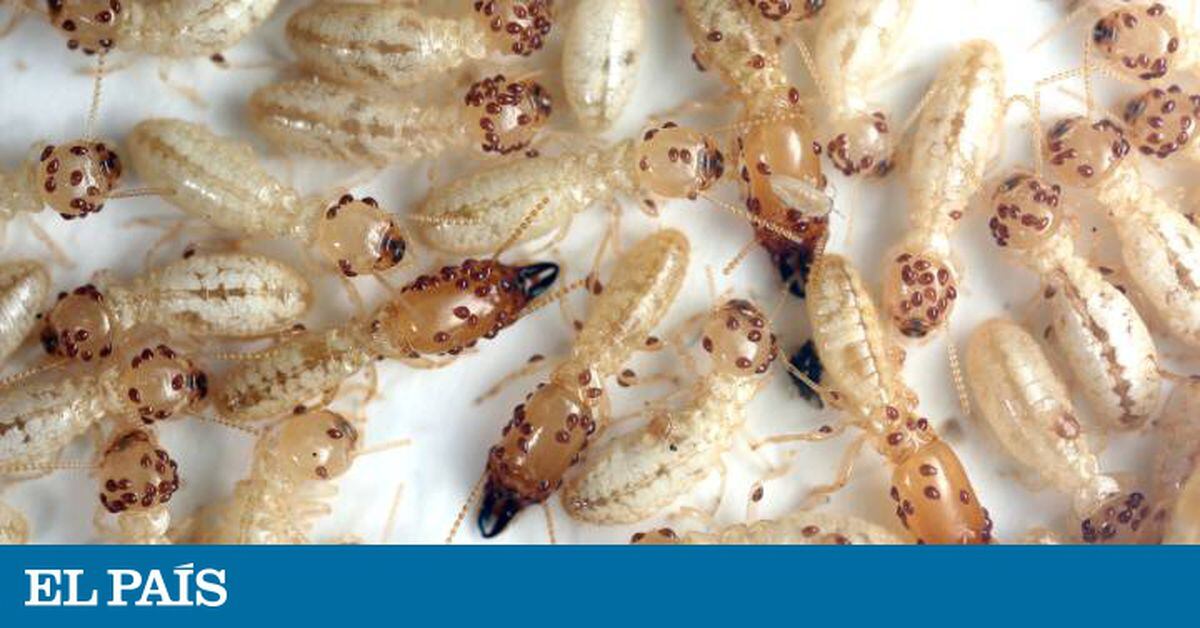 Termites in Spain: Invasive termite species wreaks havoc in Tenerife ...